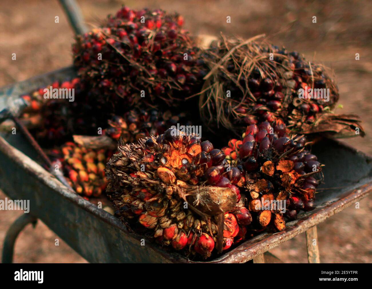 Wilmar palm oil hi-res stock photography and images - Alamy