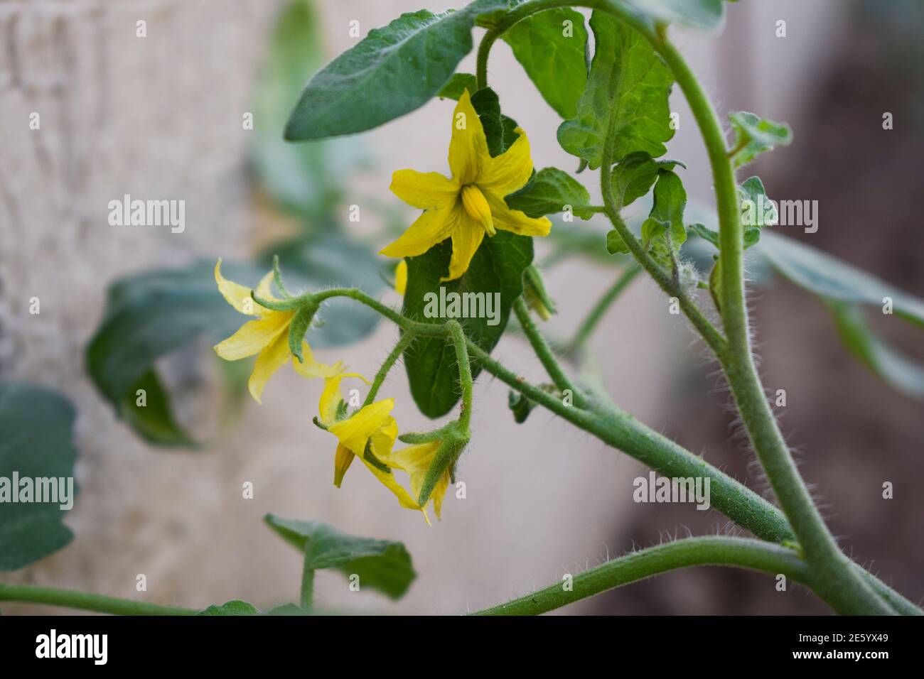 Fresh growing tomato flowering and fruiting plant with full bloomed ...