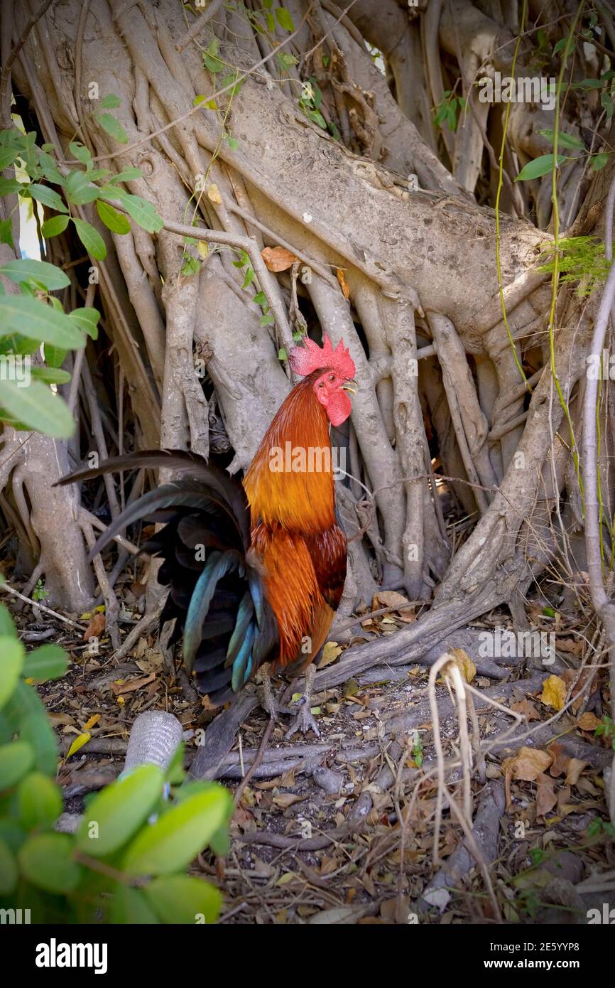 Rooster in Key West, Florida, FL USA. Southern most point in the ...