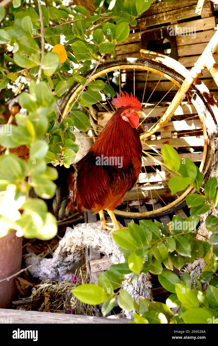 Wild Rooster in Key West, Florida, FL USA. Southern most point in the ...