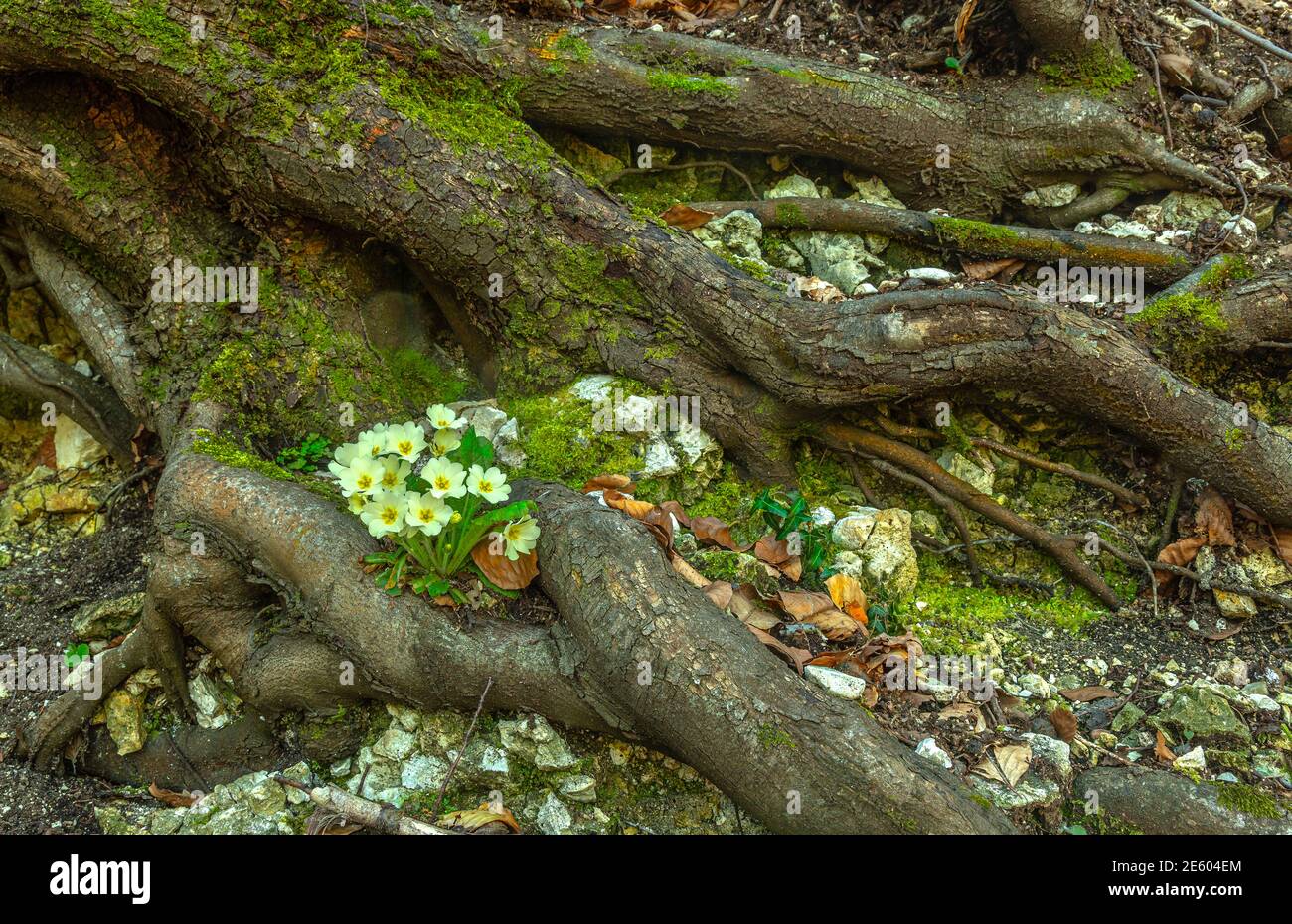 a bush of primroses, born between the roots of a tree, indicate the ...