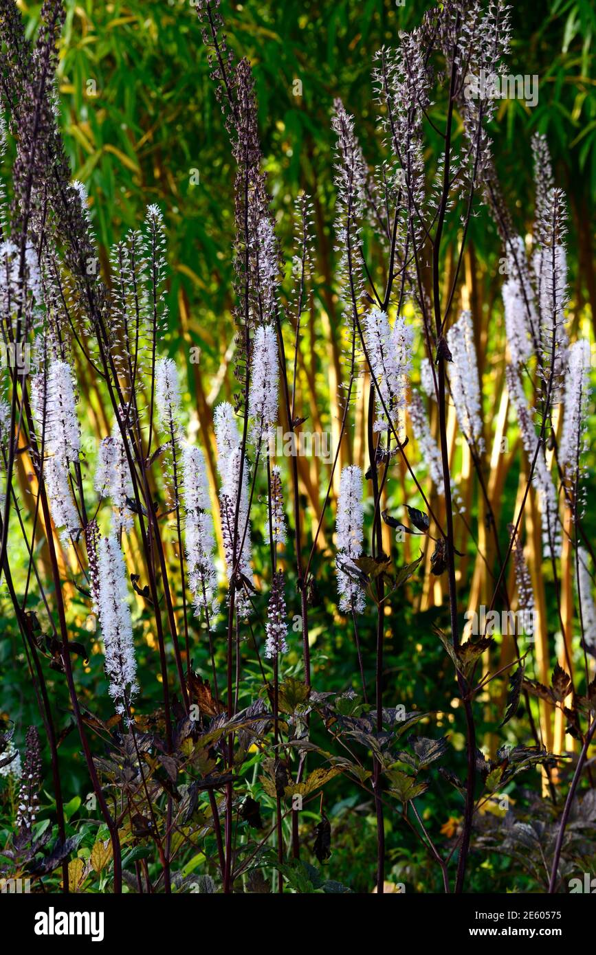 Bugbane actaea simplex hi-res stock photography and images - Alamy