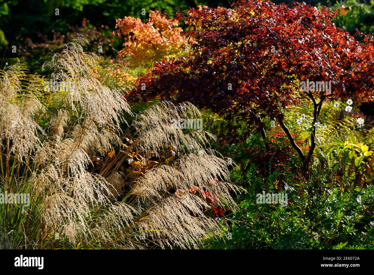 autumn in the garden,perennial grass,grasses,deschampia,tufted hair ...