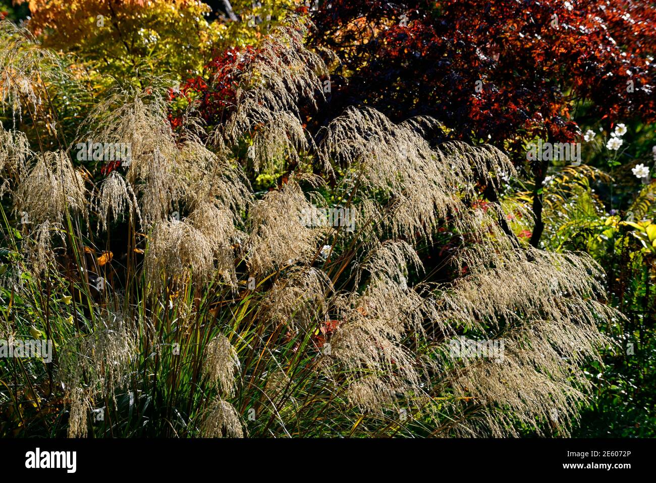 autumn in the garden,perennial grass,grasses,deschampia,tufted hair ...