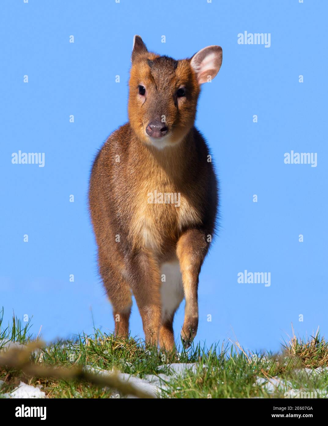 Female muntjac hi-res stock photography and images - Alamy
