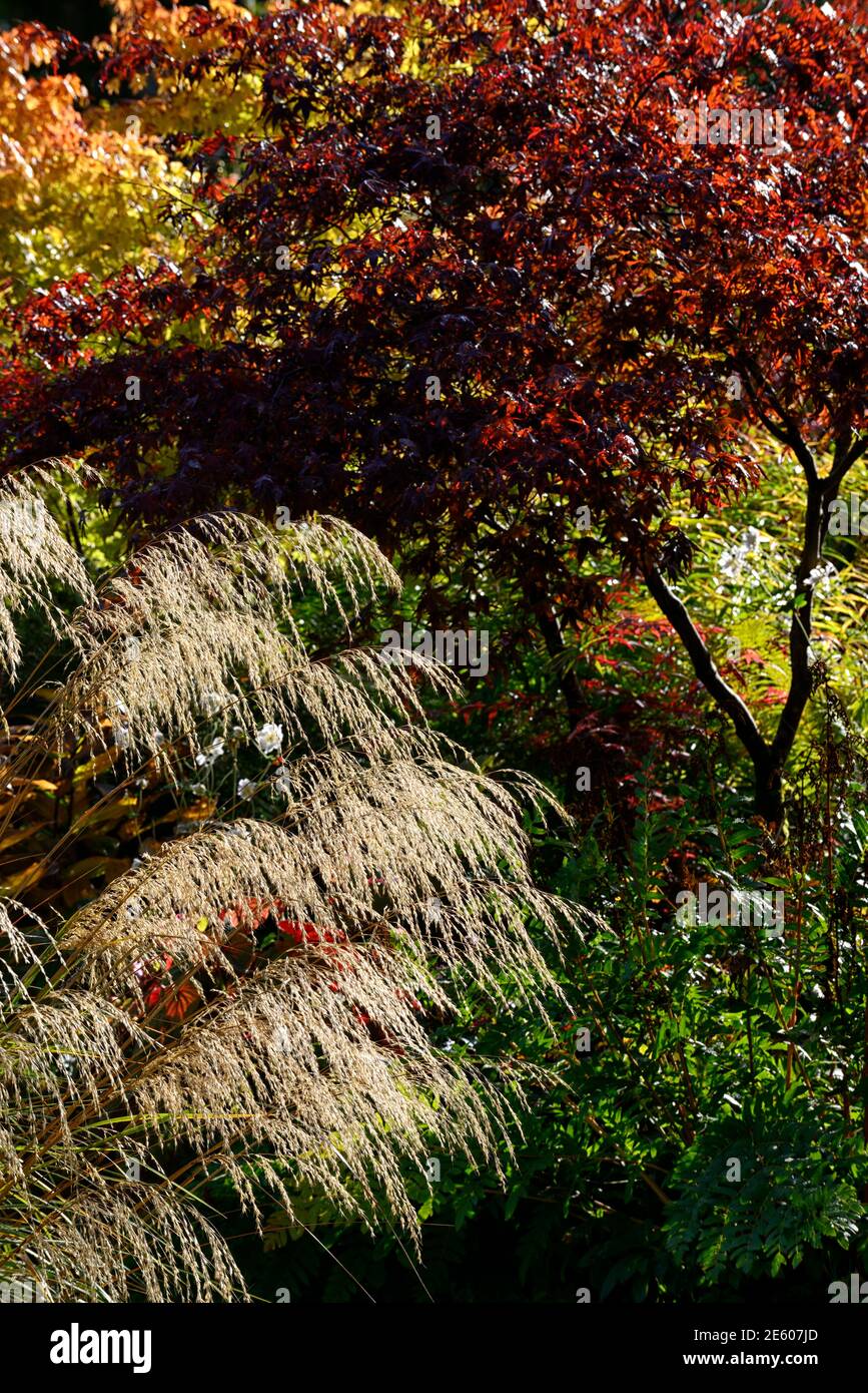 autumn in the garden,perennial grass,grasses,deschampia,tufted hair ...