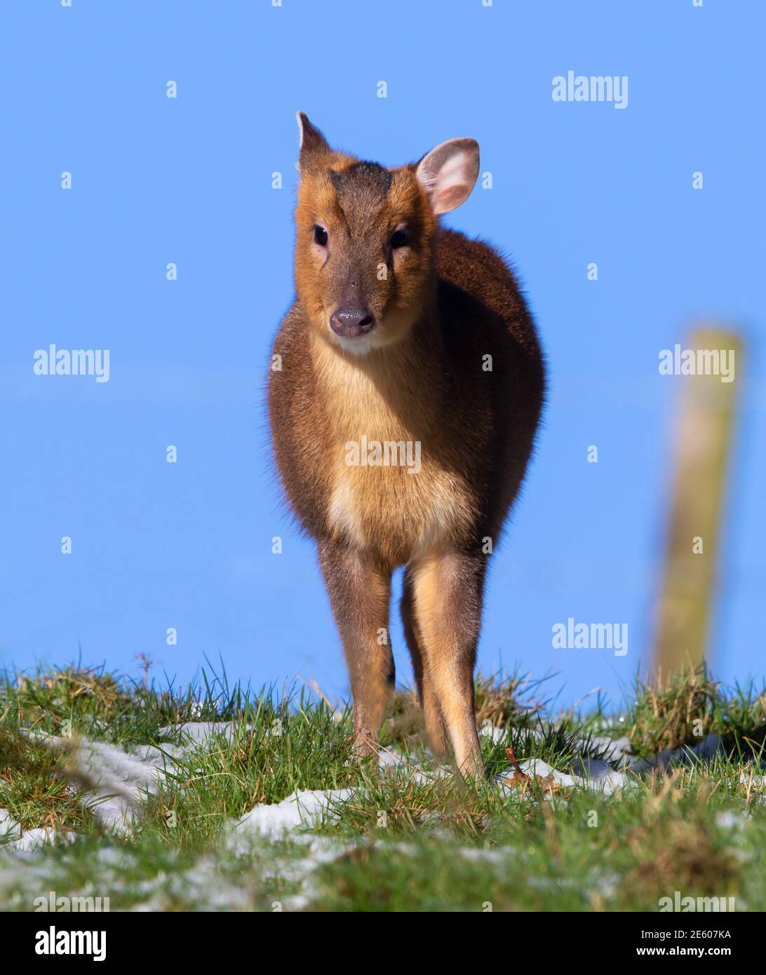 Female muntjac hi-res stock photography and images - Alamy