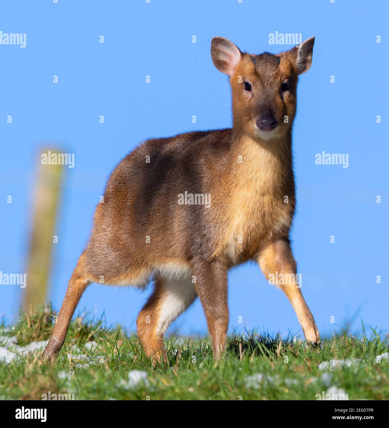 Female muntjac hi-res stock photography and images - Alamy