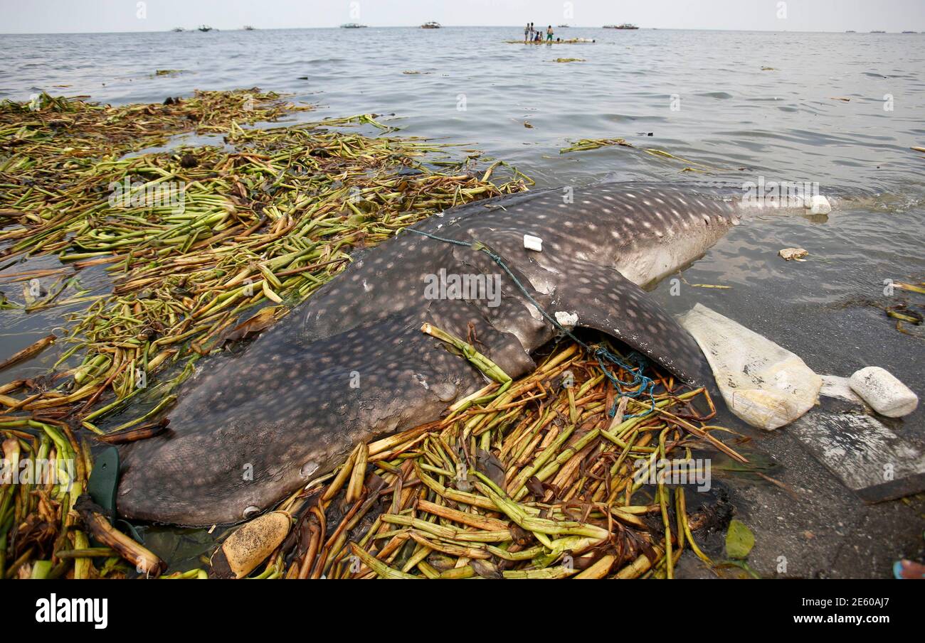 Rotten Shark High Resolution Stock Photography and Images - Alamy
