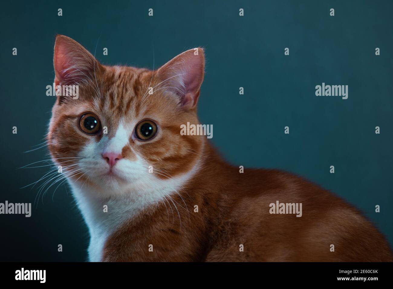 Authentic image of a ginger cat looking at the camera with a beautiful ...