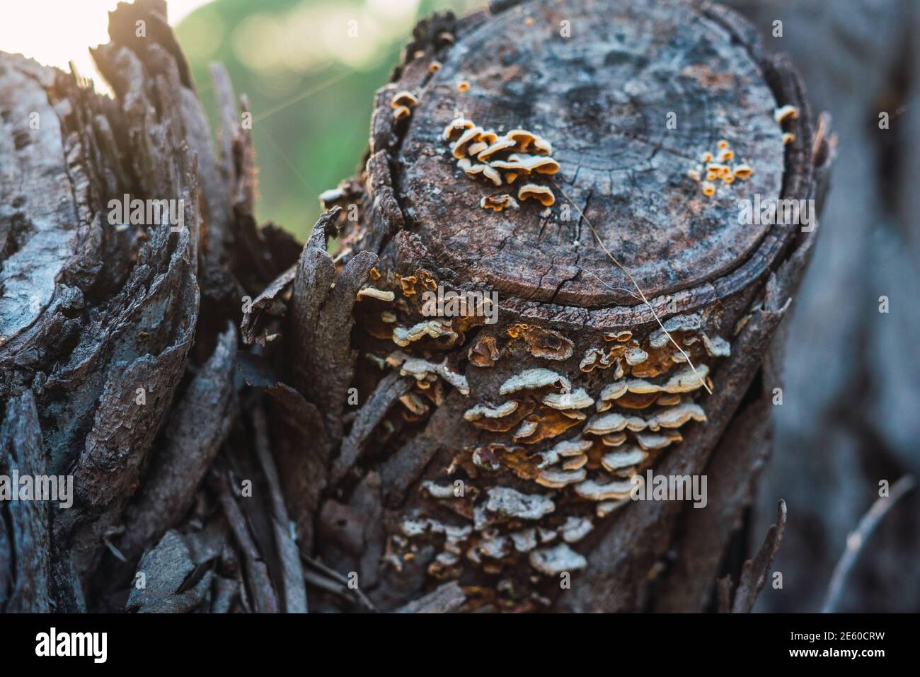 Selective focus shot of wild mushrooms on a rotting tree trunk Stock ...