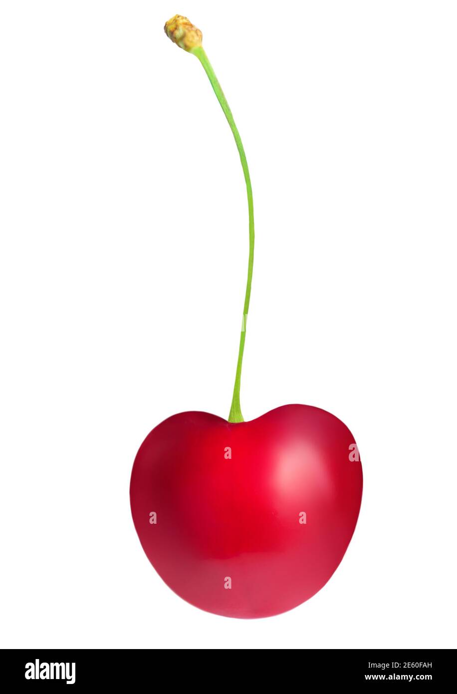 One Cherry isolated on white background. Cherry berry close-up, studio ...