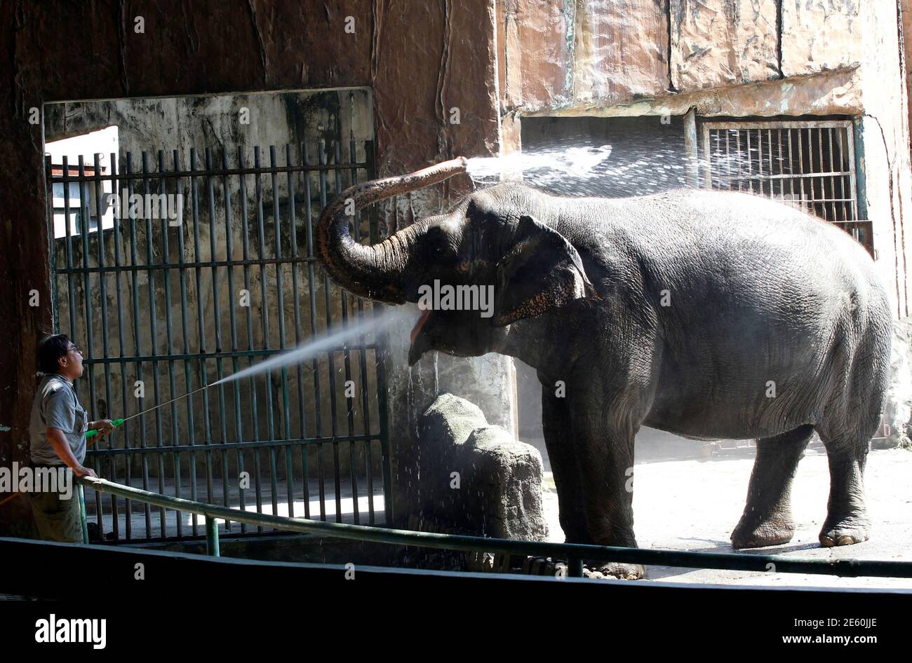 Elephant Cages High Resolution Stock Photography and Images - Alamy
