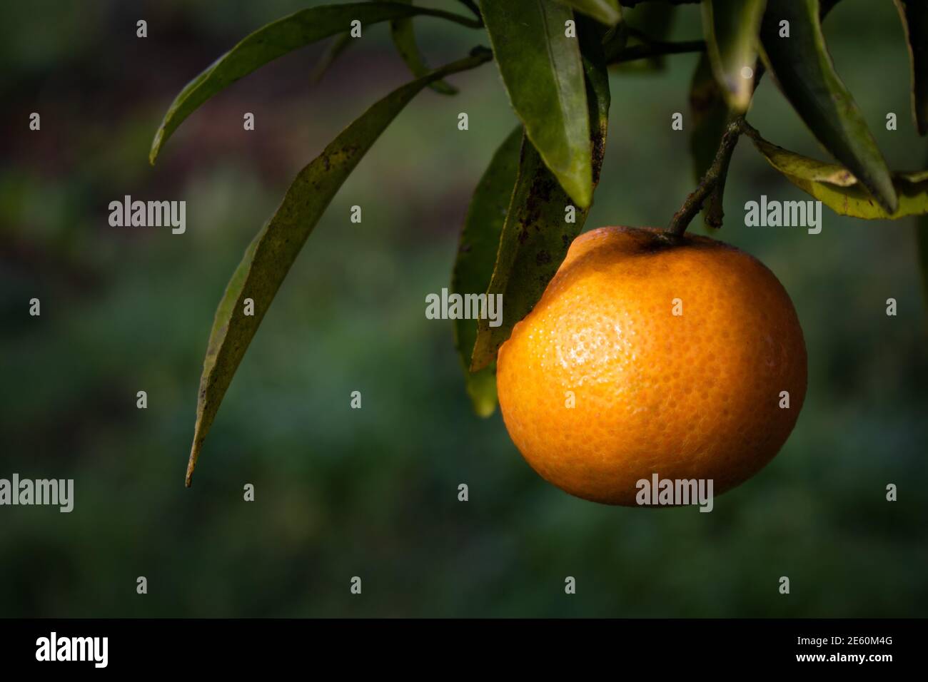 Ripe clementine hanging on tree with green leaves. Detail of citrus ...
