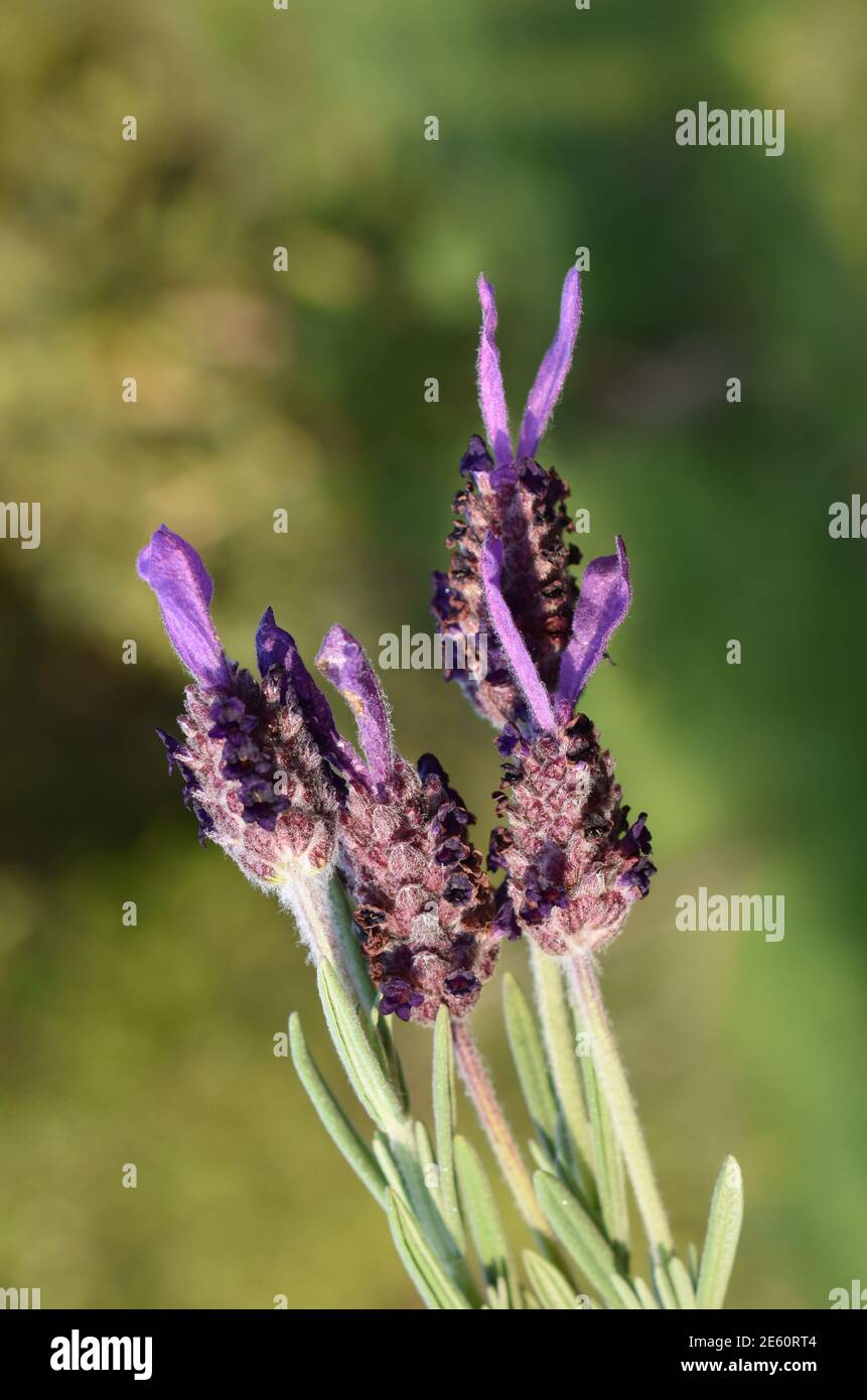 Lavandula angustifolia garden hi-res stock photography and images - Alamy