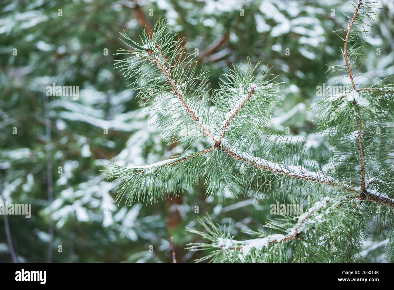 Water drops and snow on the pine tree branches Stock Photo - Alamy