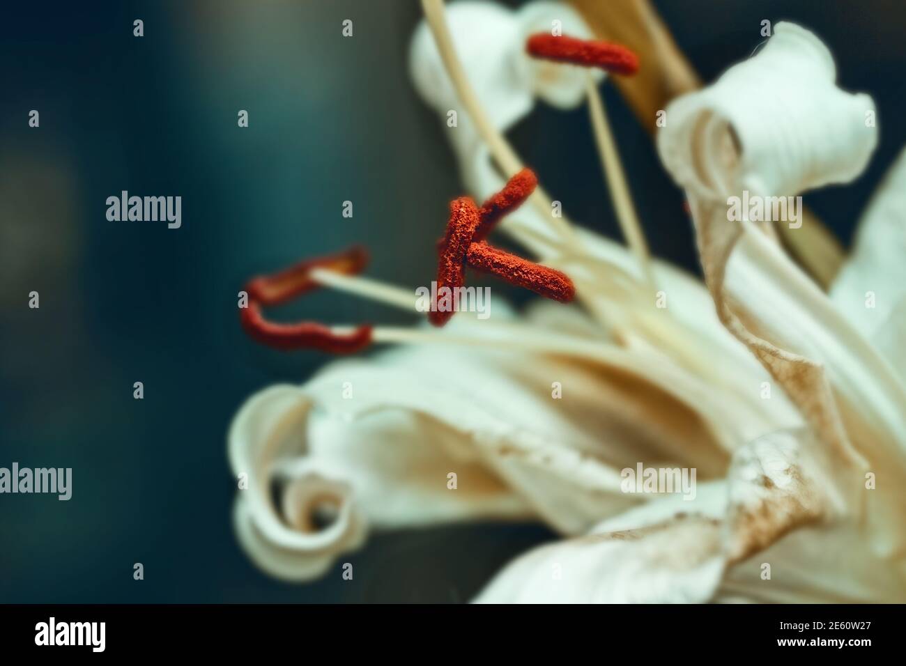 Real big fading white Lily close-up like symbol of past and remembering ...