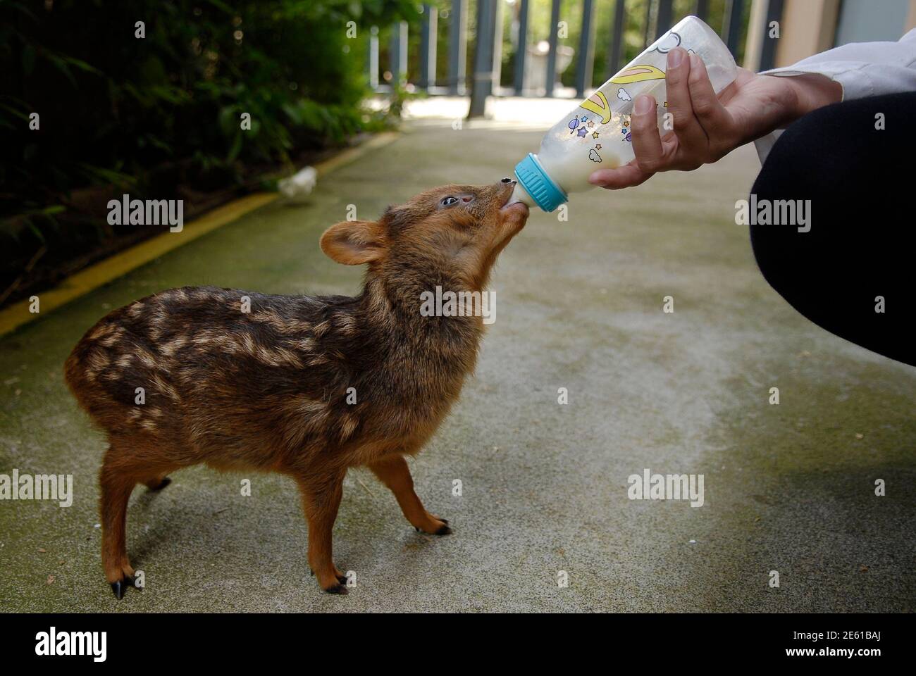 A baby pudu hi-res stock photography and images - Alamy
