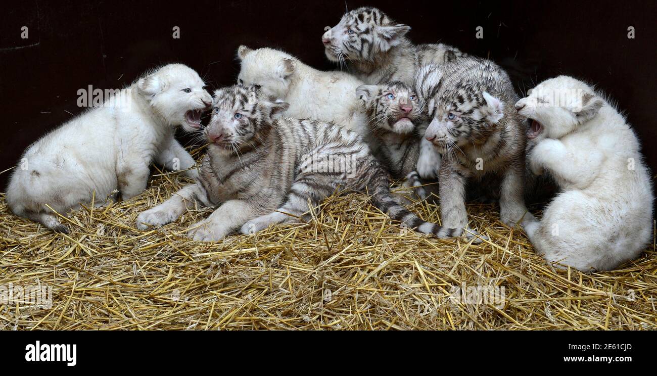Lion and tiger cubs hi-res stock photography and images - Alamy