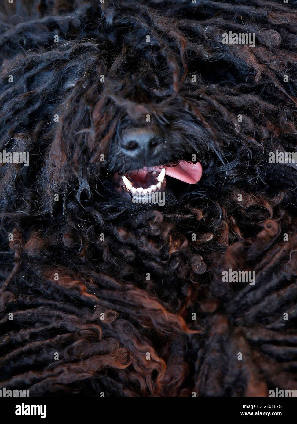 Hungarian puli dog hi-res stock photography and images - Alamy