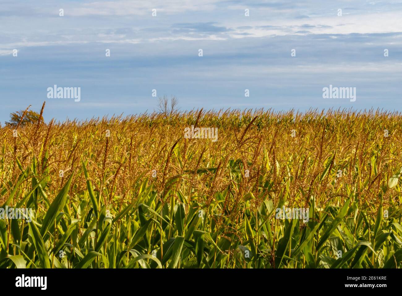 The tops of corn stalks are seen in a cornfield full of crops ready for ...