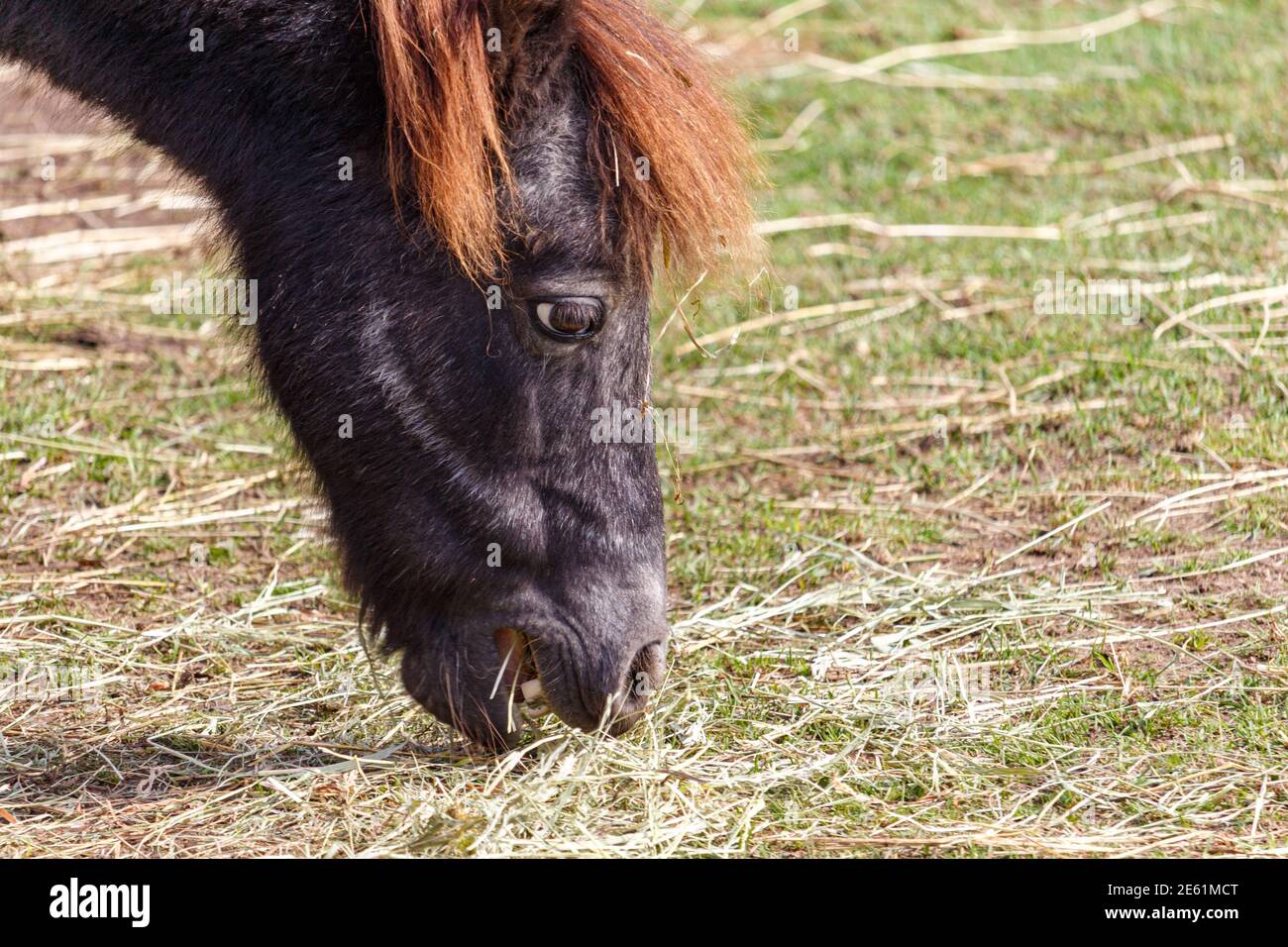 Hay bite hi-res stock photography and images - Alamy