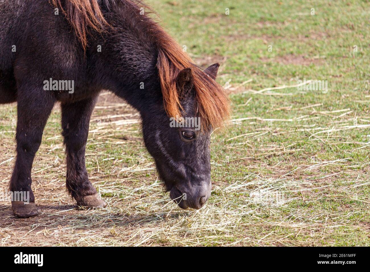 A shetland pony leans its head down to pick up and eat strands of hay ...
