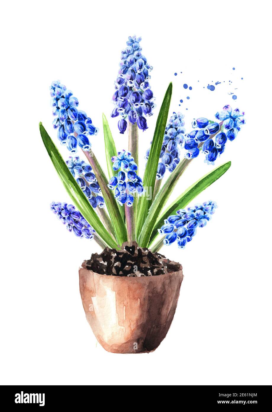 Potted spring Muscari flowers. Hand drawn watercolor illustration ...