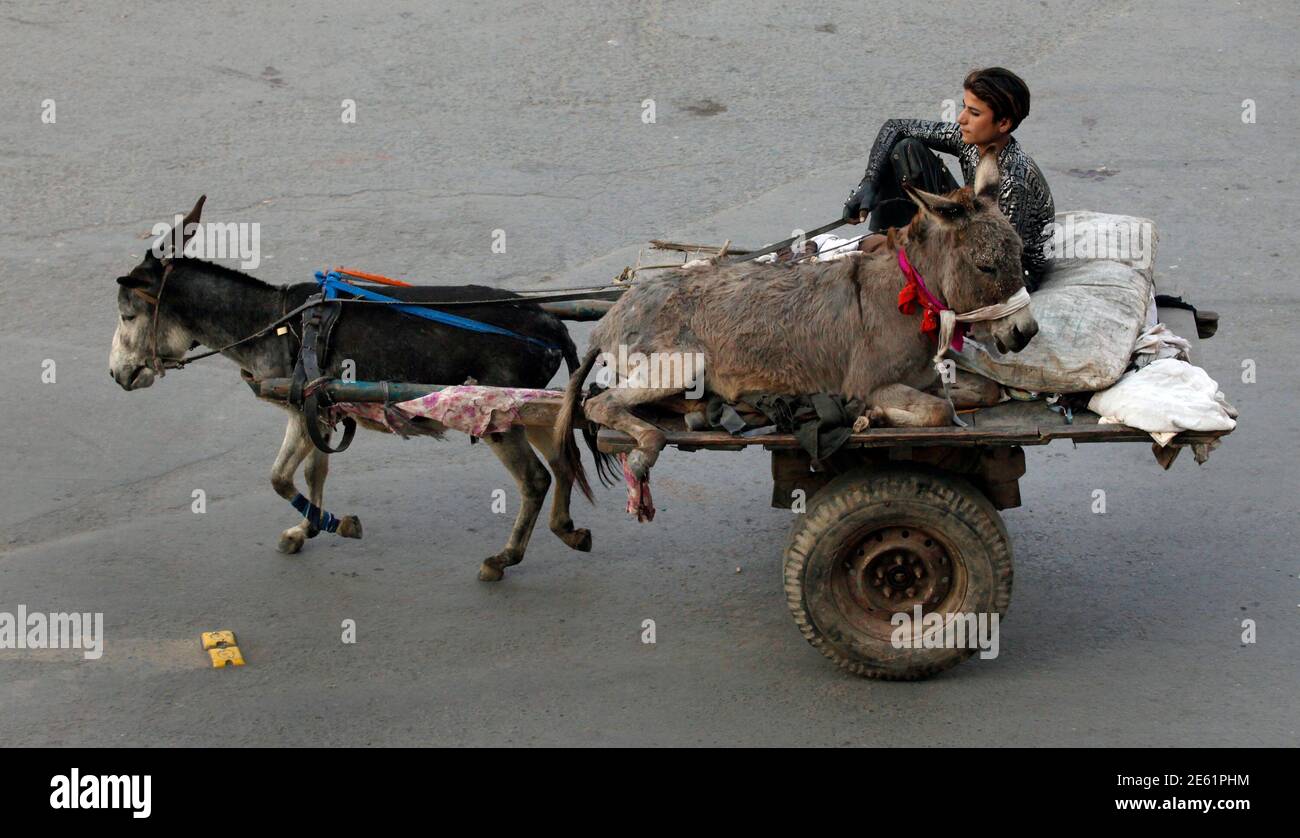 Donkey led hi-res stock photography and images - Alamy