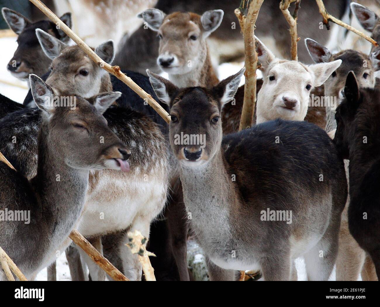Skånes djurpark sweden hi-res stock photography and images - Alamy