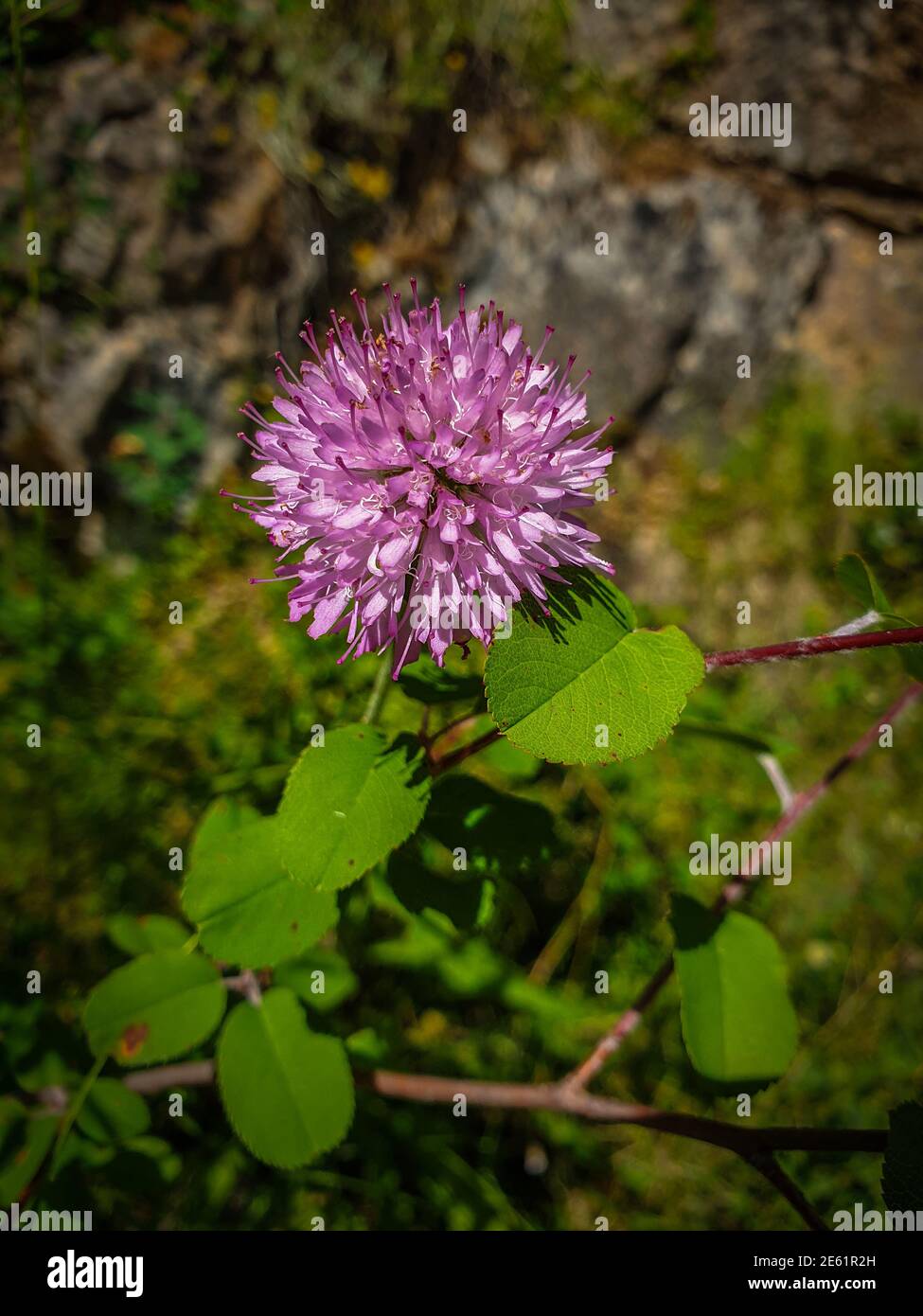 Single garlic plant hi-res stock photography and images - Alamy