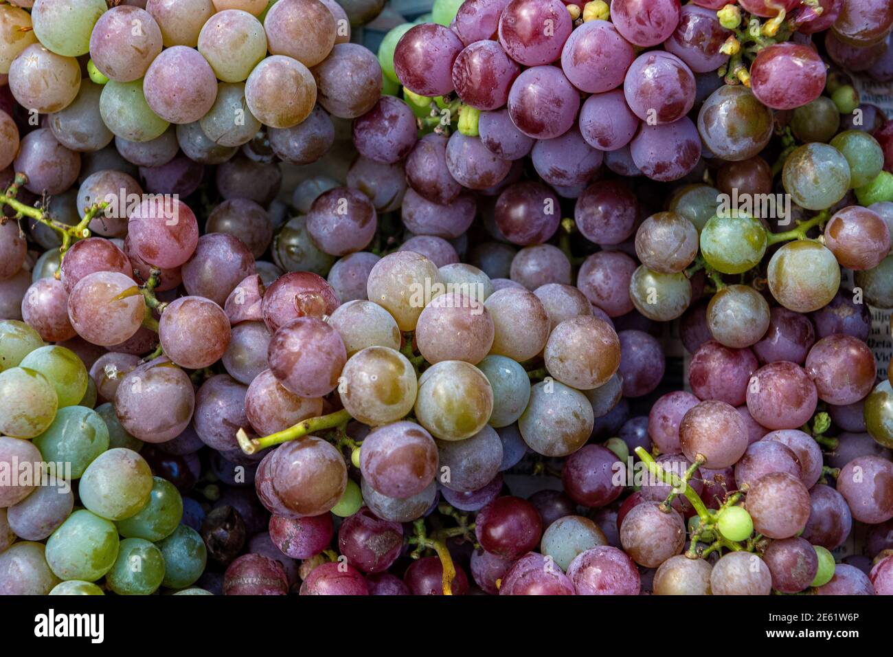 flat lay, a lots of organic wine grapes, concept wine, crop and juice ...