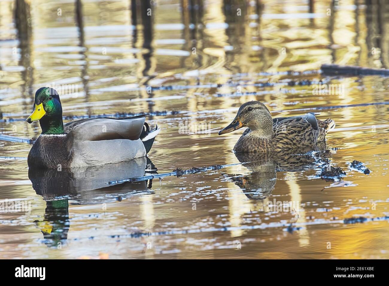 Mallard duck male female mating hi-res stock photography and images - Alamy