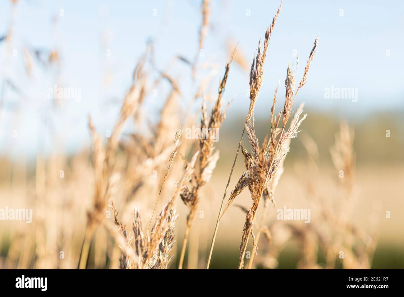 Reed along the river Deben, high grasses growing along tidal river ...
