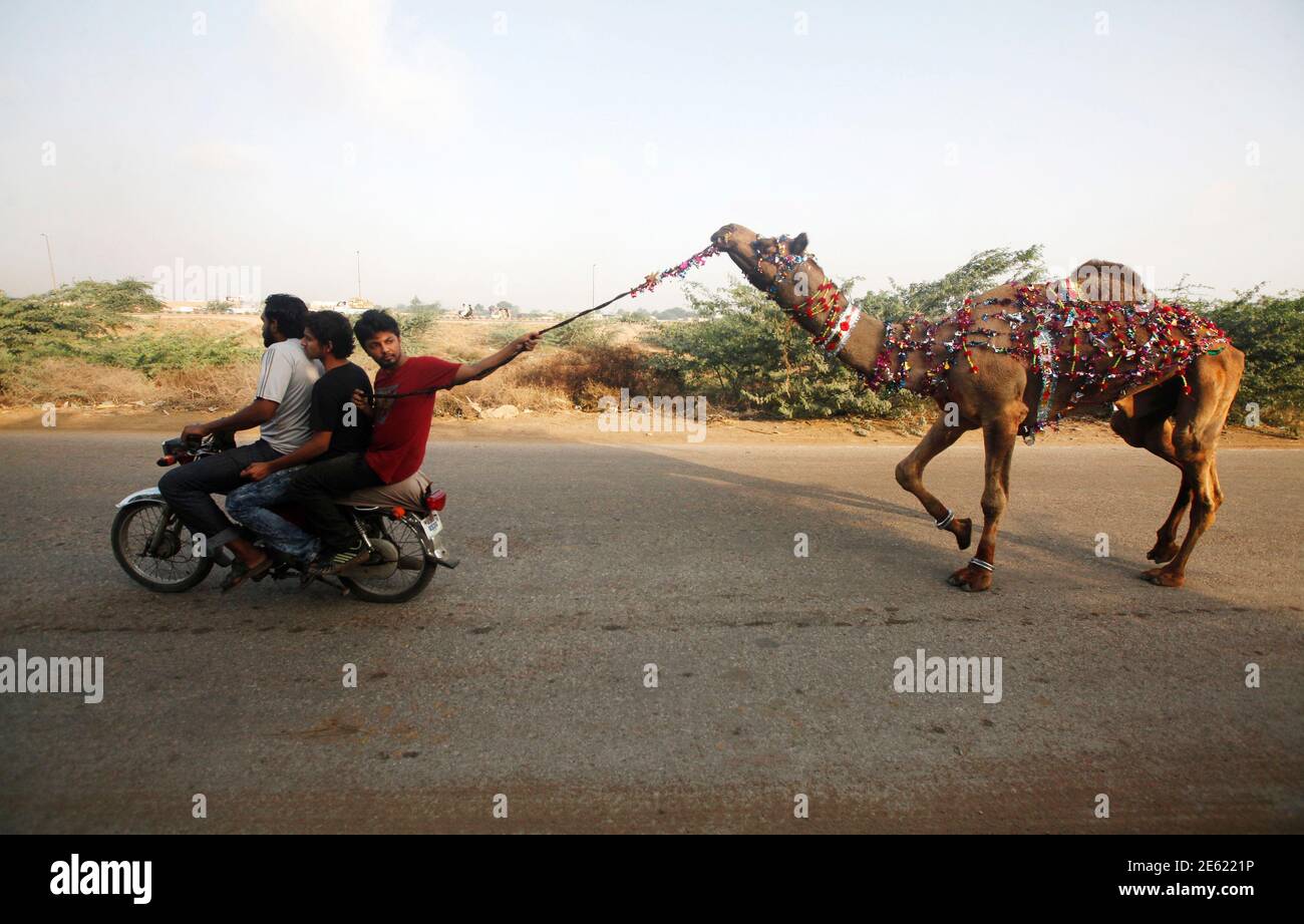 Leading goats hi-res stock photography and images - Alamy