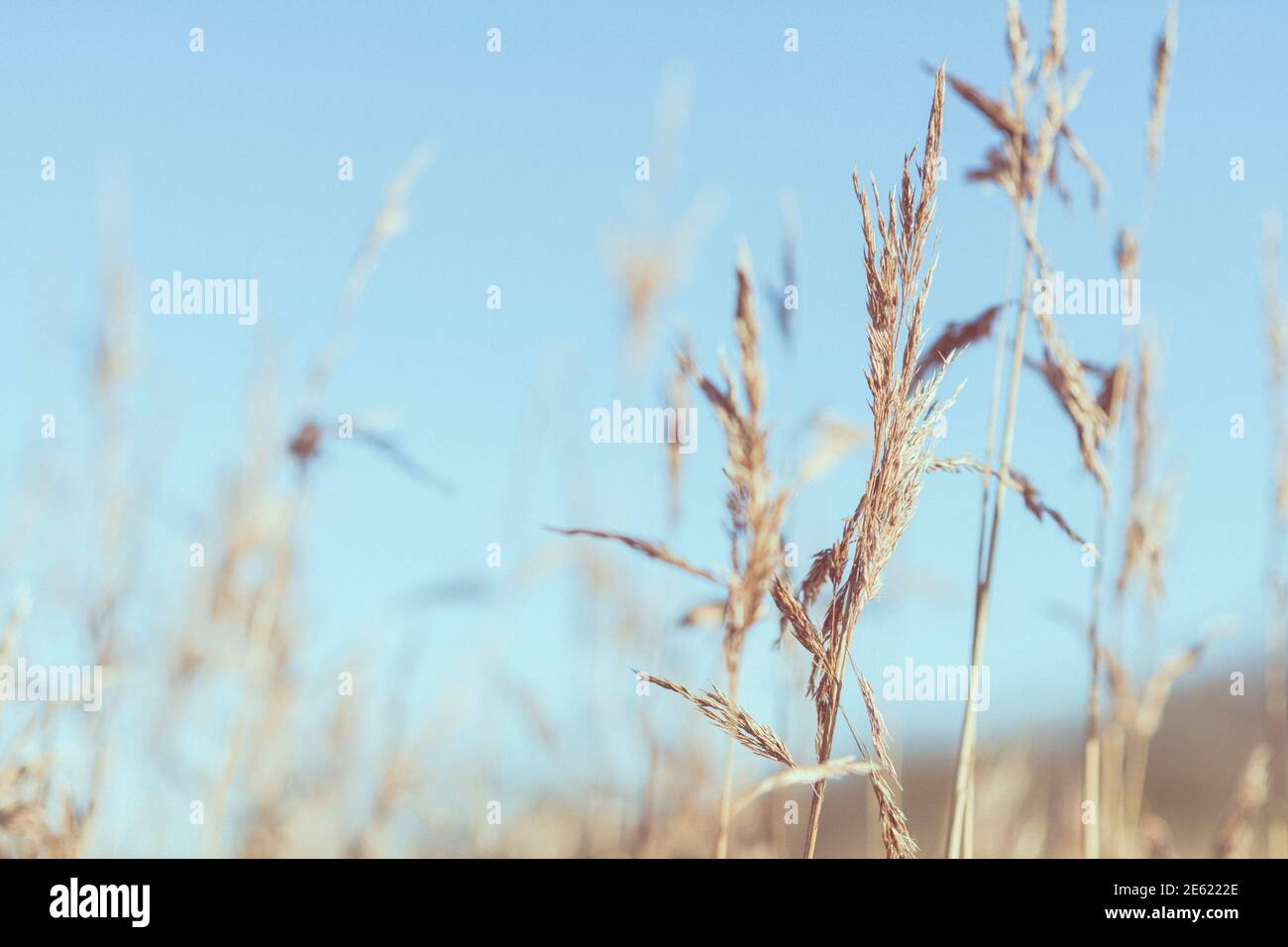 Reed along the river Deben, high grasses growing along tidal river ...