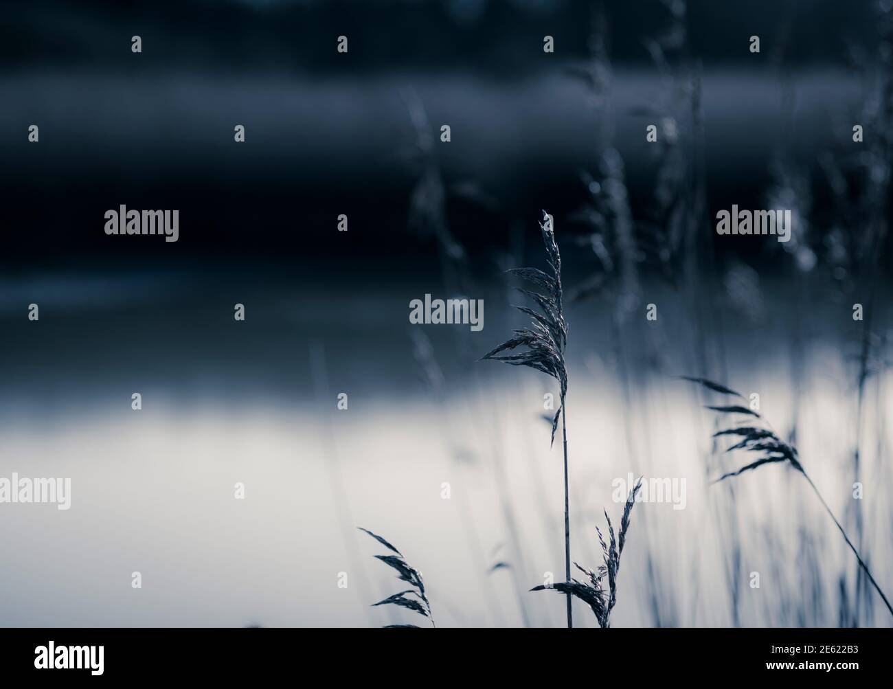 Reed along the river Deben, high grasses growing along tidal river ...