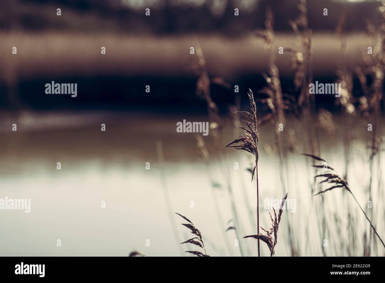 Reed along the river Deben, high grasses growing along tidal river ...
