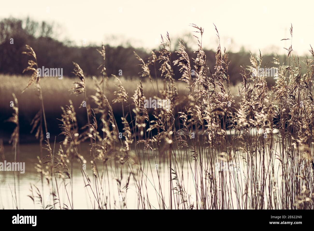 Wetland tall grasses hi-res stock photography and images - Alamy