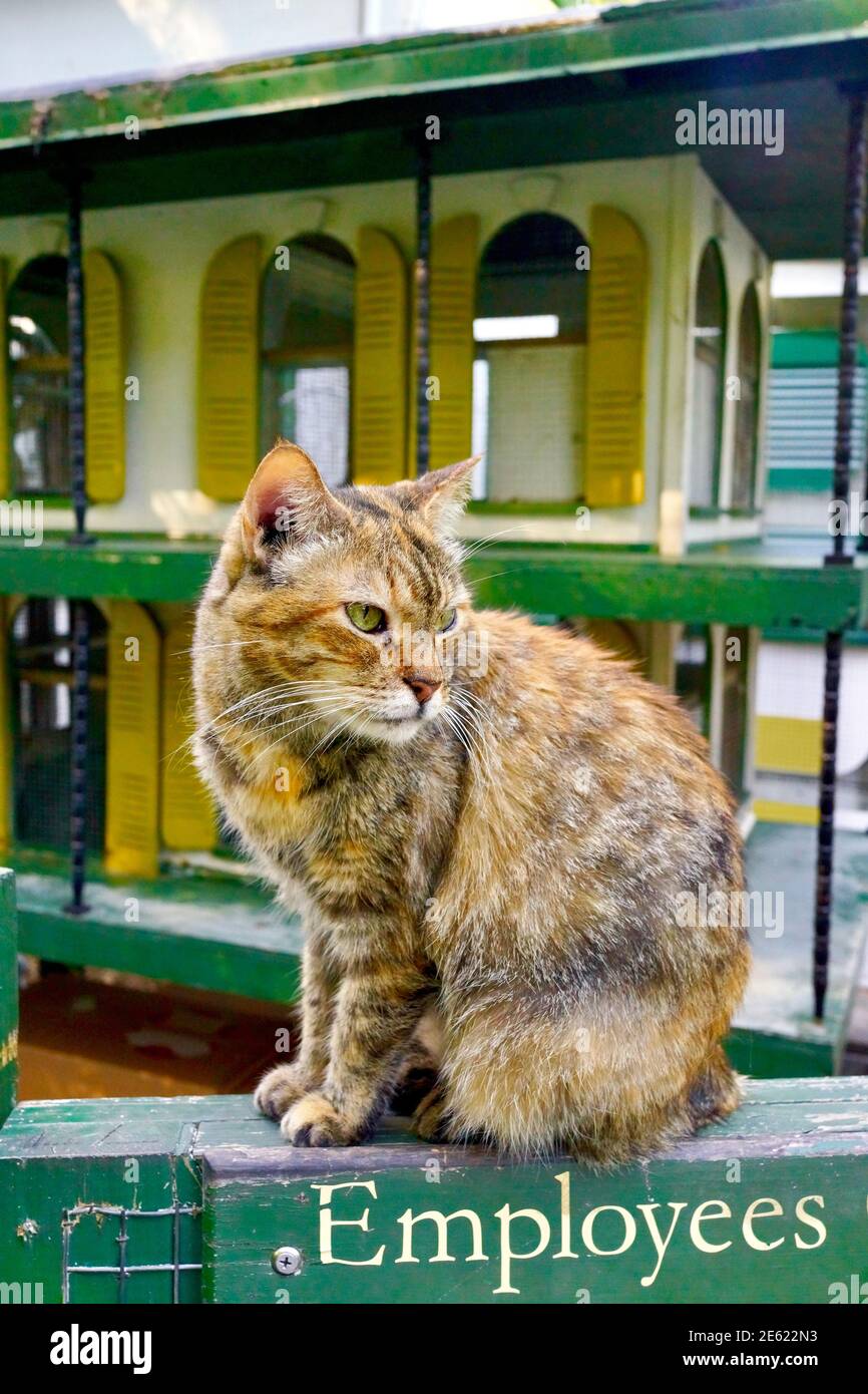 Ernest Hemingway House in Key West, Florida, FL USA. Southern most ...
