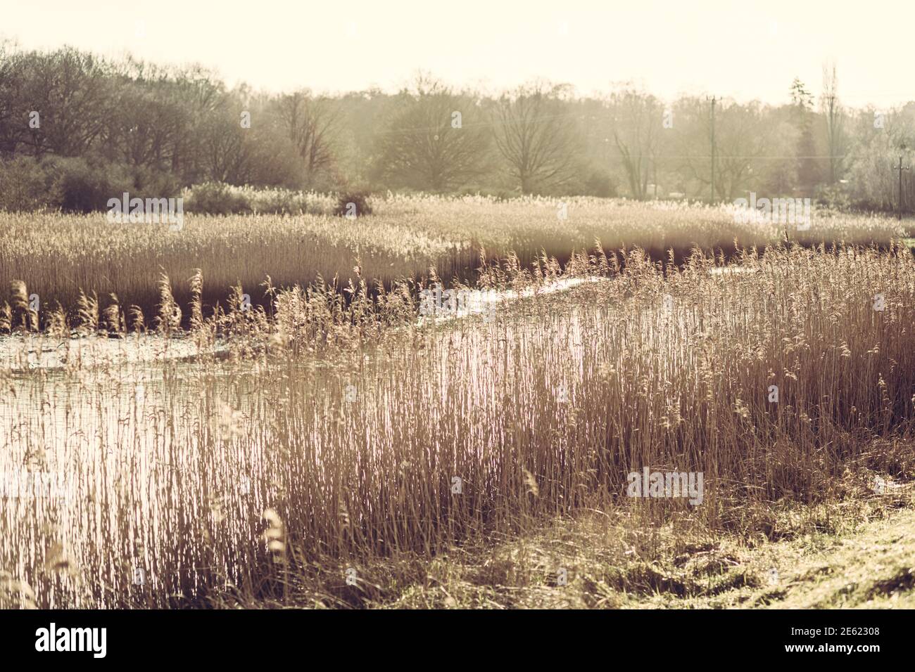 Reed along the river Deben, high grasses growing along tidal river ...