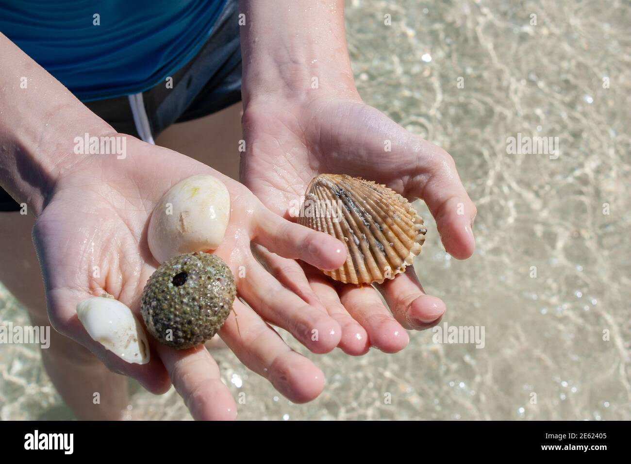 Mauritius island: Boy showing shells on the beach Stock Photo - Alamy