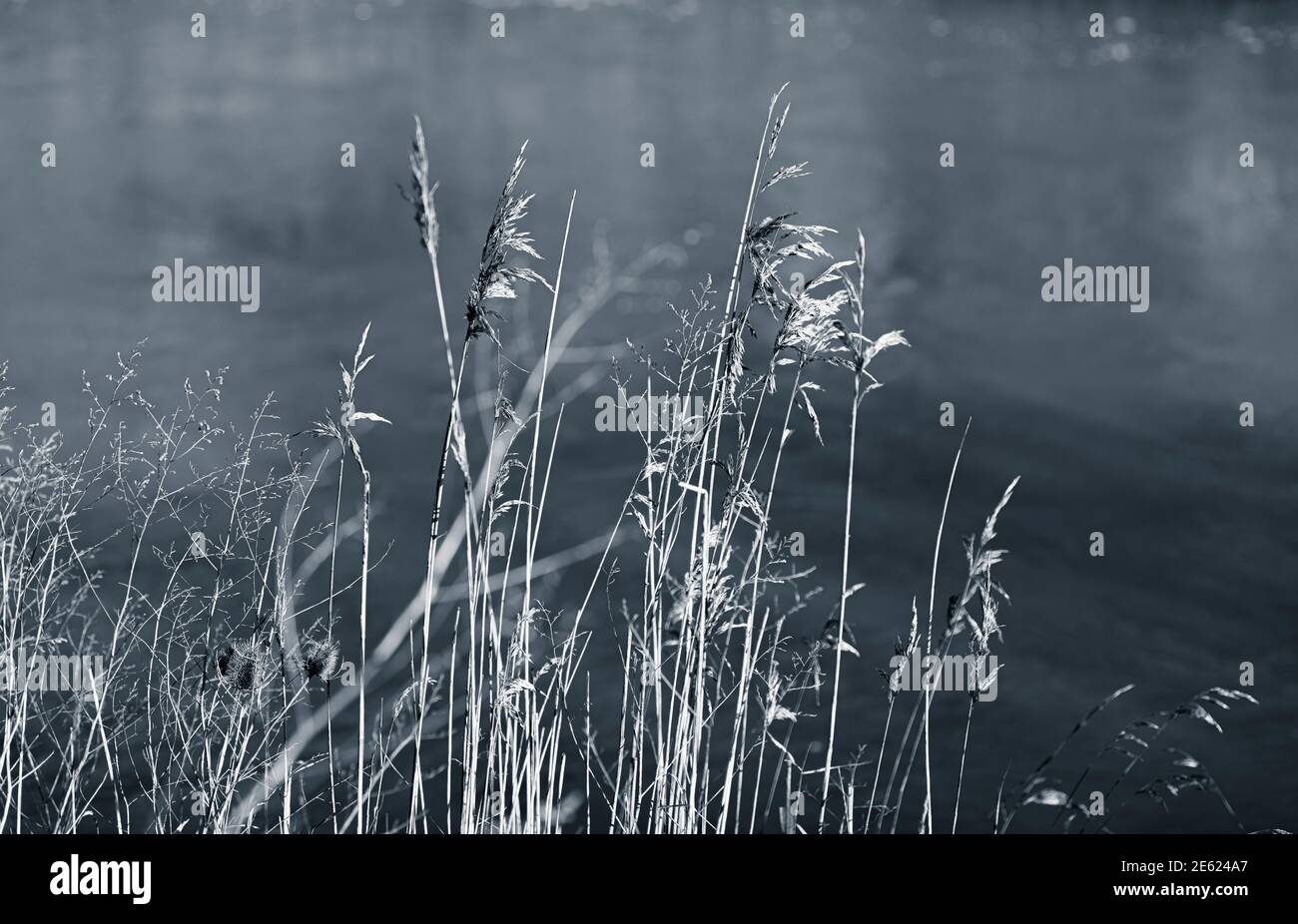 Reed along the river Deben, high grasses growing along tidal river ...