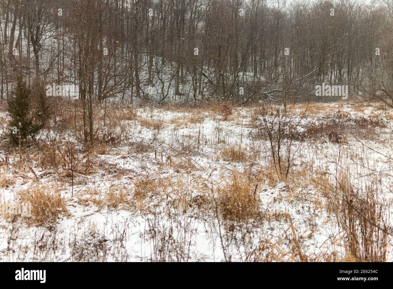 Winter landscape in Canada after a fresh snow fall Stock Photo - Alamy