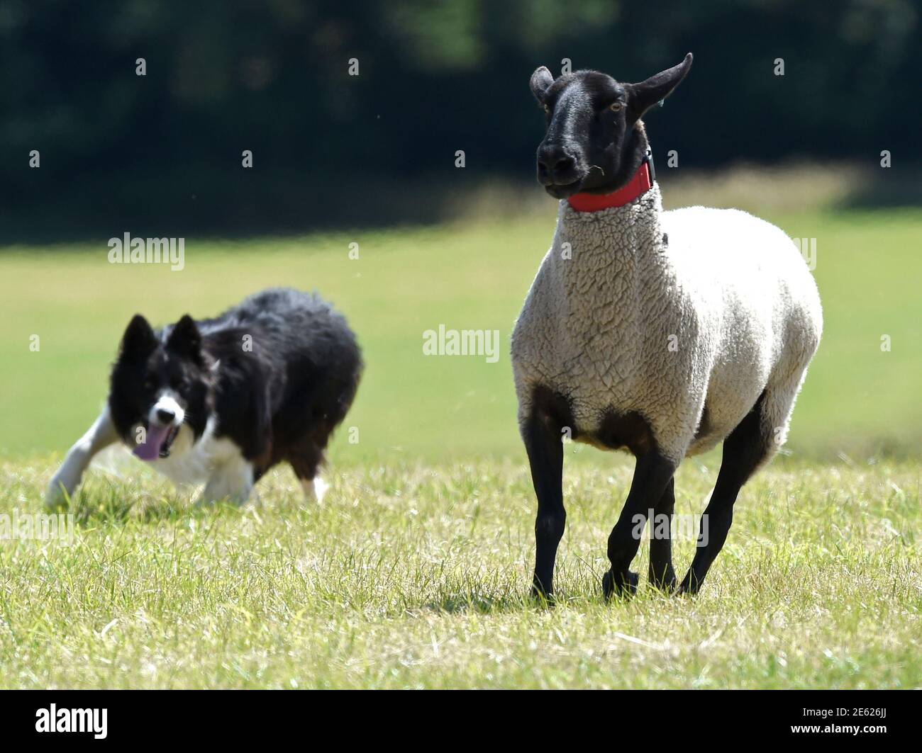 Dog chase sheep hi-res stock photography and images - Alamy
