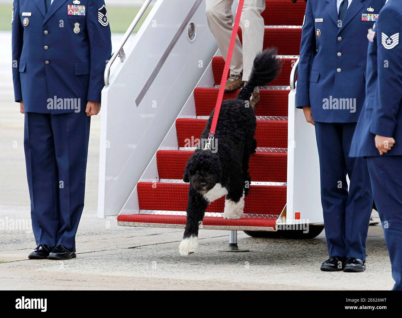 President obama family dog bo hi-res stock photography and images - Alamy