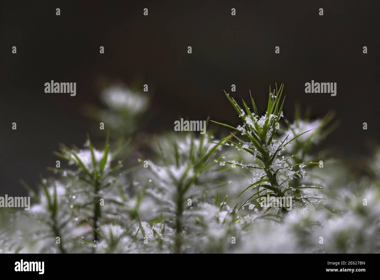 A beautiful picture of moss in the snow , a nice photo Stock Photo - Alamy