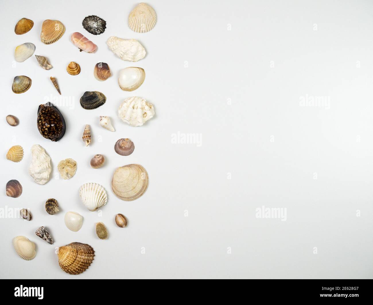 Shells composition. Shells on white background. Flat lay, top view ...