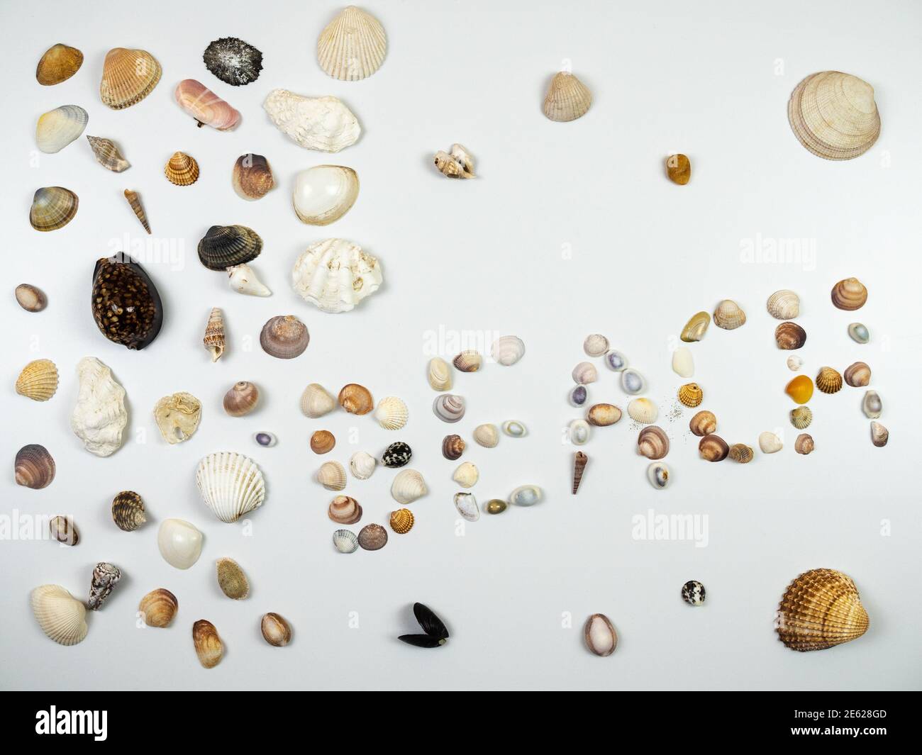 Shells composition. Shells on white background. Beach concept. Flat lay ...