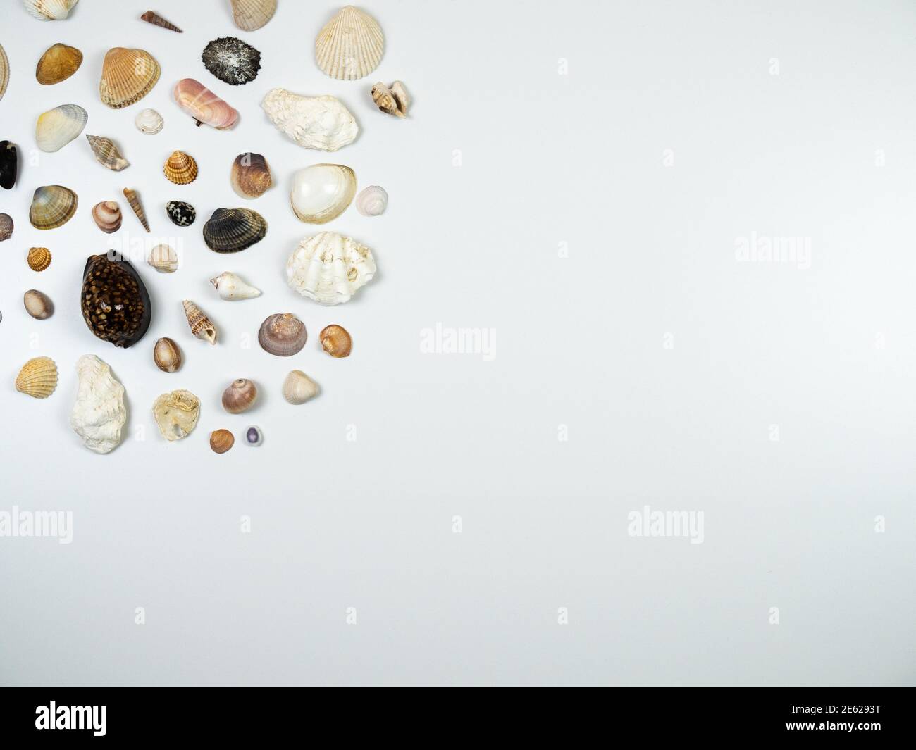 Shells composition. Shells on white background. Flat lay, top view ...